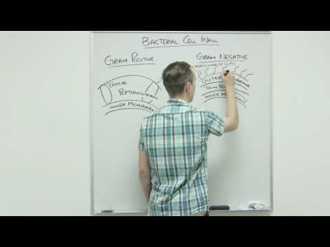 Bacterial Cell Wall