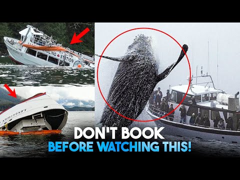 Whale Watching in Hawaii |  What you MUST know!