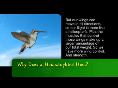 Bayer MSMS | Why Does a Hummingbird Hum?