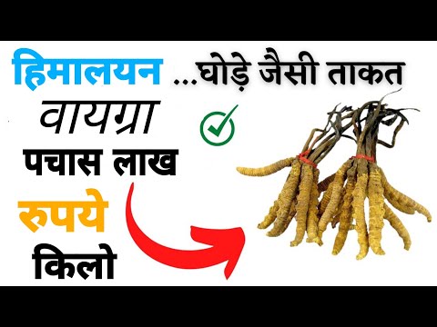 Keeda Jadi (Yarsagumba,Caterpillar fungus) Health Benefits कीड़ा जड़ी के फायदे