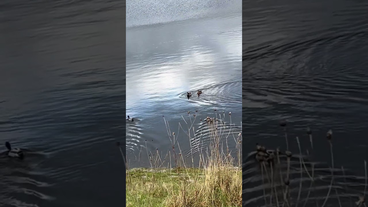 #charlie #duck #song #migration #film