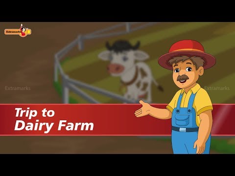 Fun Facts - Dairy Farm