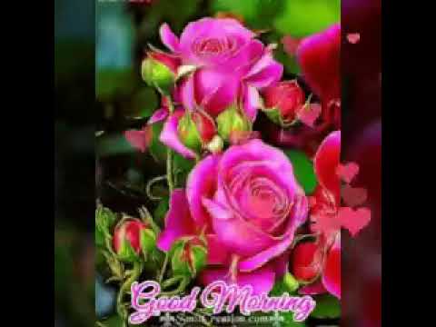 Good Morning - GIF