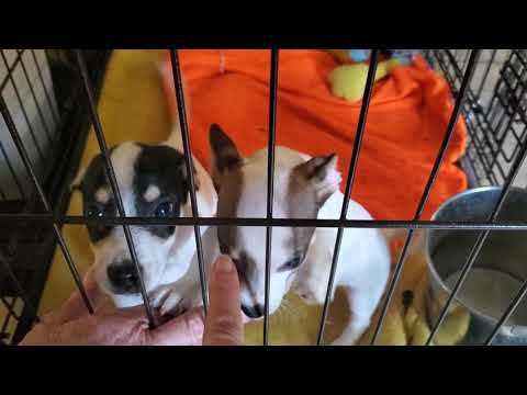 CCPAL pups Rico and Lola