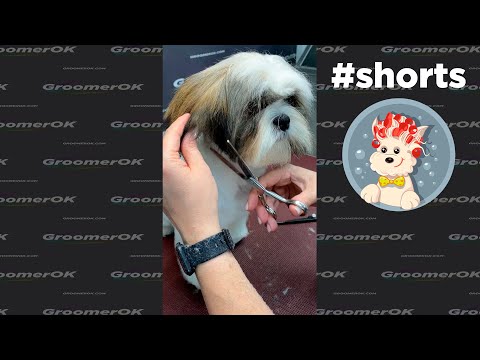 Dog Styling | Scissoring Shih Tzu Puppy