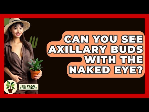 Can You See Axillary Buds With The Naked Eye? - The Plant Enthusiast