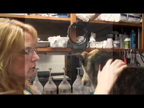 Welcome to the Columbus Small Animal Hospital