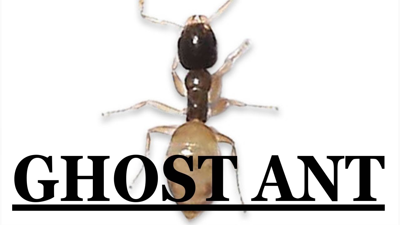 The Secrets of Ghost Ant