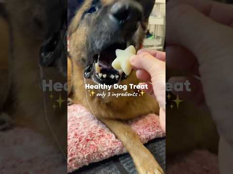 Try this 3 ingredients homemade dog treats #shorts #dogtreats #germanshepherd