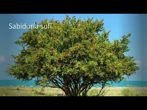 Diez años en el recuerdo – Marla Zárate y afuerin@s sl (sociedad lúdica)