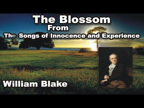 The Blossom; William Blake: The Songs Of Innocence and Experience : Urdu Translation