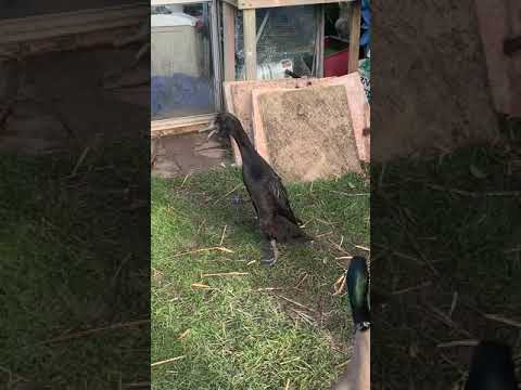 Indian Runner Duck Alert Quack