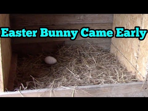 Black Spanish Turkey Hen Laid Her First Egg