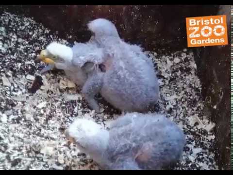 Adorable kea chicks hatch in Bristol - Bristol Live