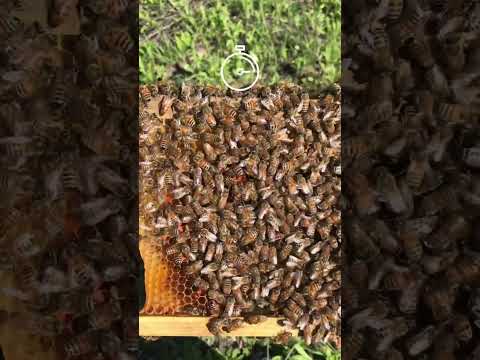 Can You Find the Queen Bee?
