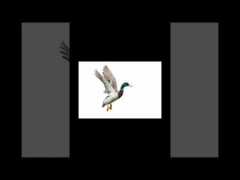 Can I Make A Meme Sound A Song?