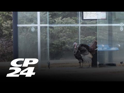 Wild turkey spotted waiting 'patiently' at Mississauga bus stop