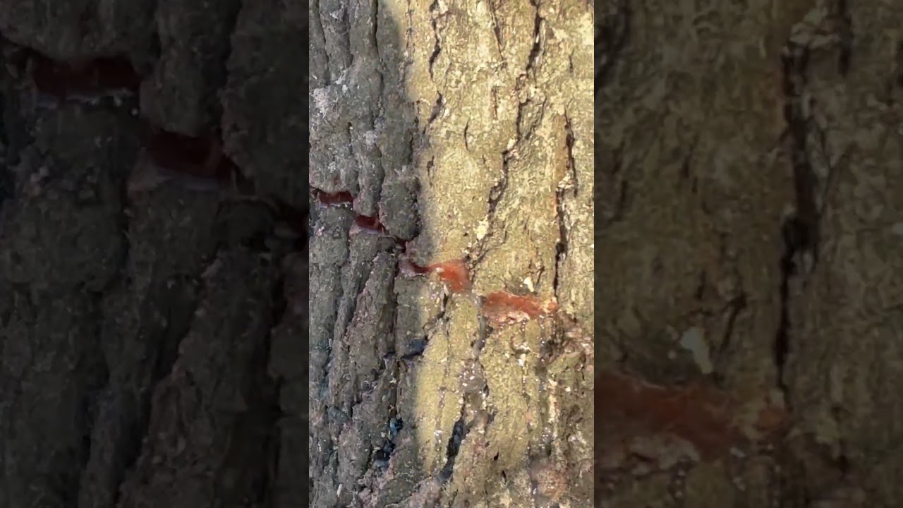 #oaktree #treebleeding #firsttimeforeverything