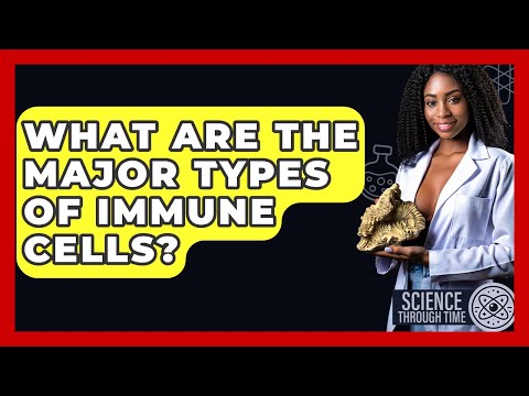 What Are The Major Types Of Immune Cells? - Science Through Time