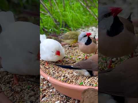 White Zebra Finch eating seeds with other finches in Bird Aviary