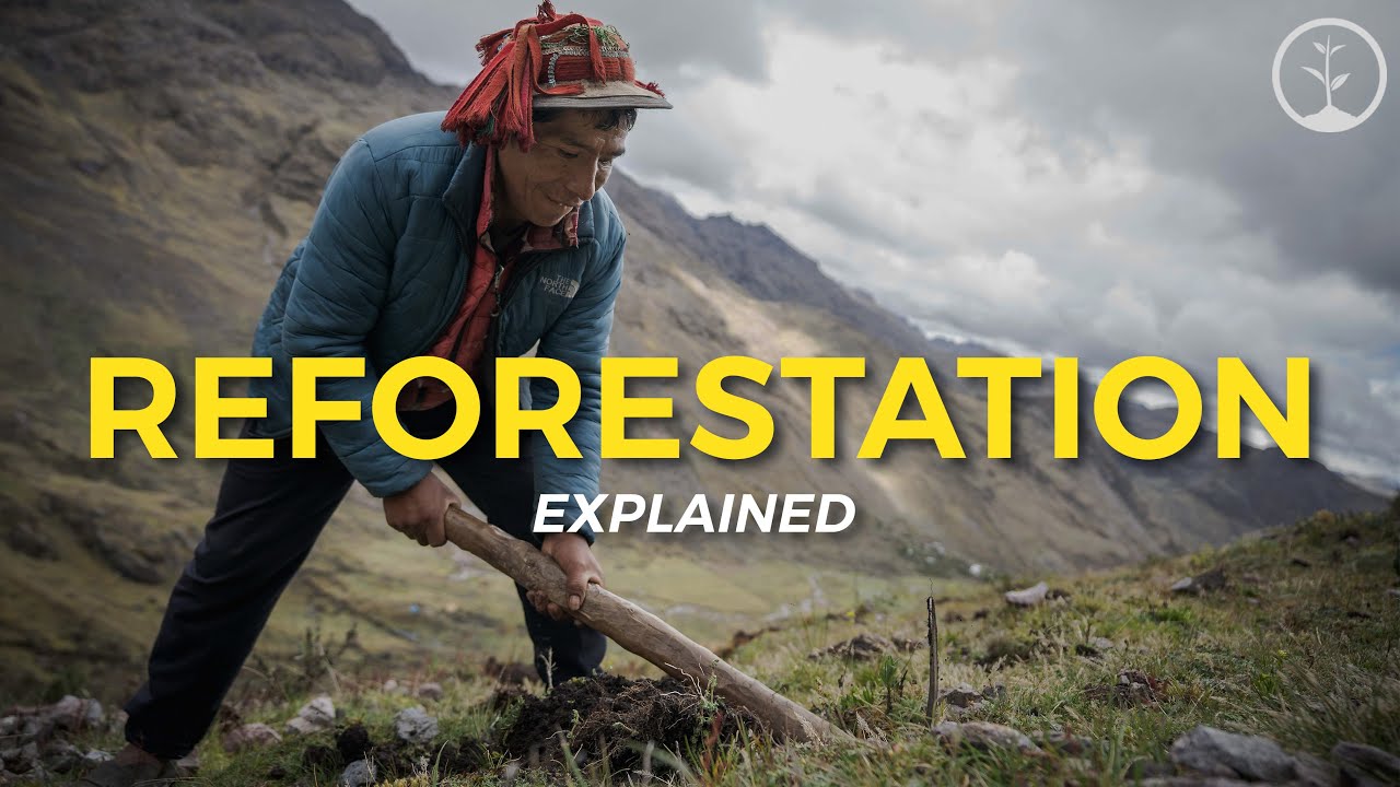 What is Reforestation? | Eco Facts | One Tree Planted