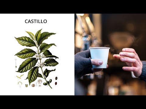 What is Castillo? | Single Origin Varietal Coffee Explained