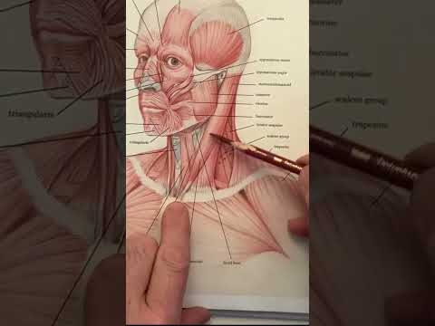 Muscle Morphology and Structure #figuredrawing #drawingtechniques #artclass #art