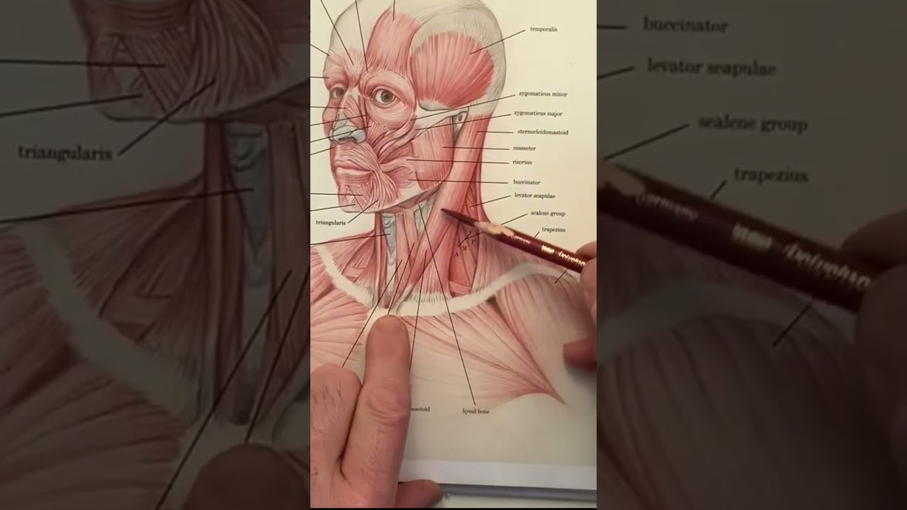 Muscle Morphology and Structure  #figuredrawing #drawingtechniques #artclass #art