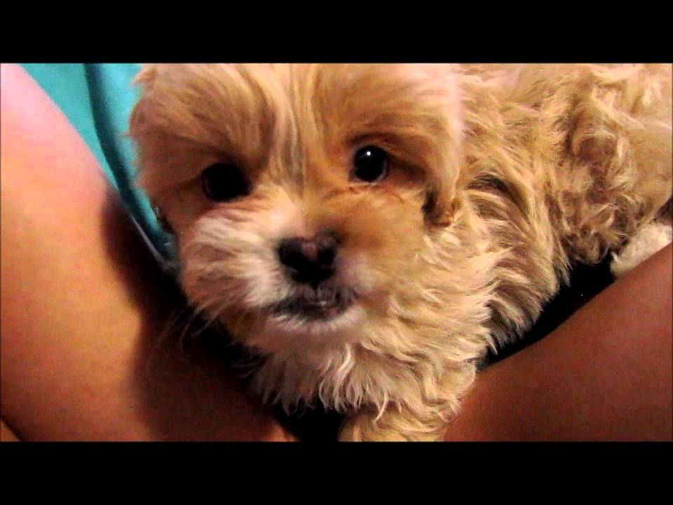 Cutest Peekapoo Puppy Ever