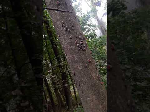 Lantern fly surprise!!