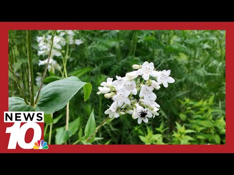Seneca Park Zoo leads effort to save pollinators facing extinction in New York