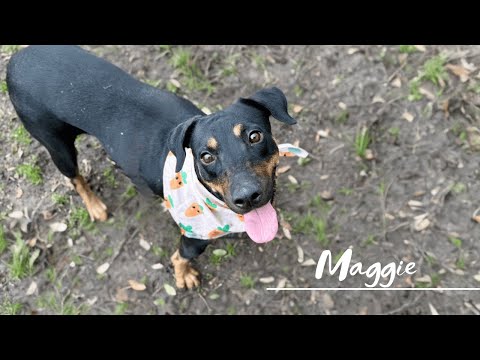 Dog for adoption - Maggie the mini Dobie, a Doberman Pinscher ...