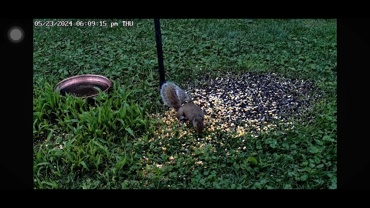 Epic Showdown: Chipmunk vs. Squirrel in the Backyard!