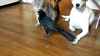 Crow Feeds A Cat And A Dog