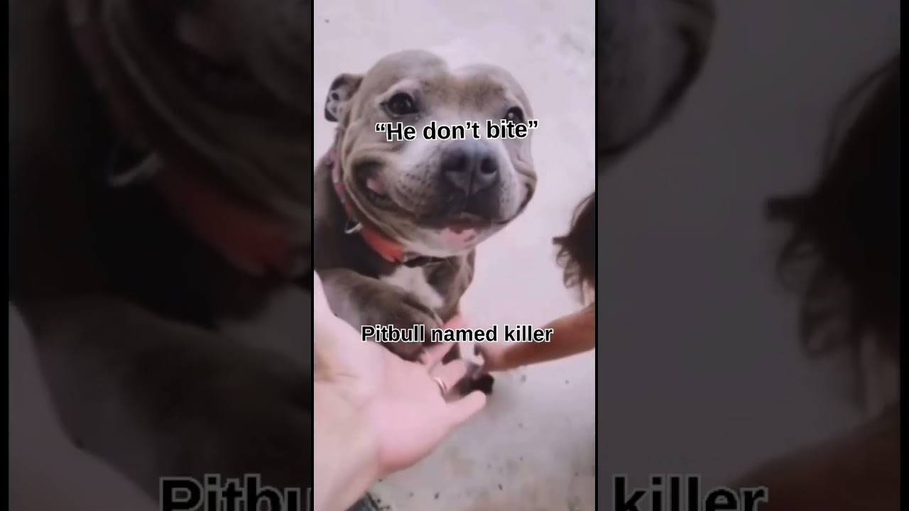 “He don’t bite”