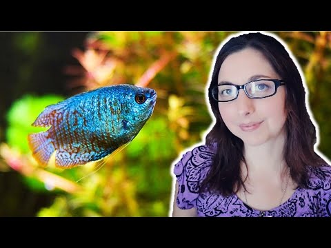 DWARF GOURAMI CARE GUIDE ???? Basic Care For The Dwarf Gourami