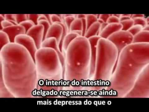 Células toti, pluri e multipotentes | Alemdasaulas's Blog