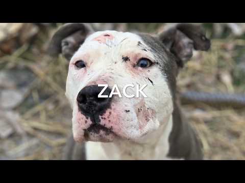 Zack A213734