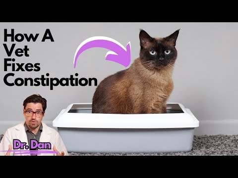 How a Vet fixes the constipated CAT