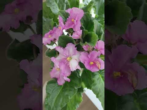 African Violets: #African Violets #floweringplants #houseplants #prettyflower #lovelyflowers