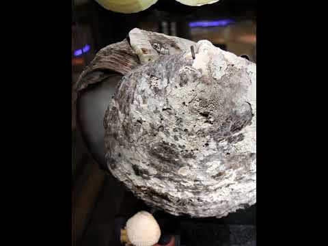 Mother of Pearl || Pinctada maxima