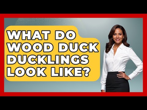 What Do Wood Duck Ducklings Look Like? - Bird Watching Diaries