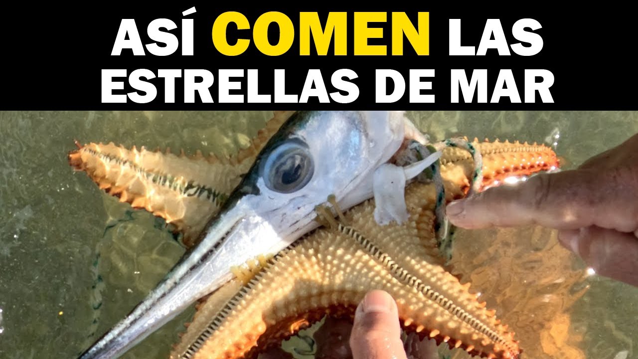 Así COMEN y NACEN las Estrellas de Mar | Reproducción ⭐ Estrella de Mar Comiendo - Quom