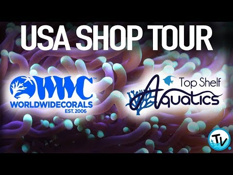 USA SHOP TOUR - you want to see these corals!