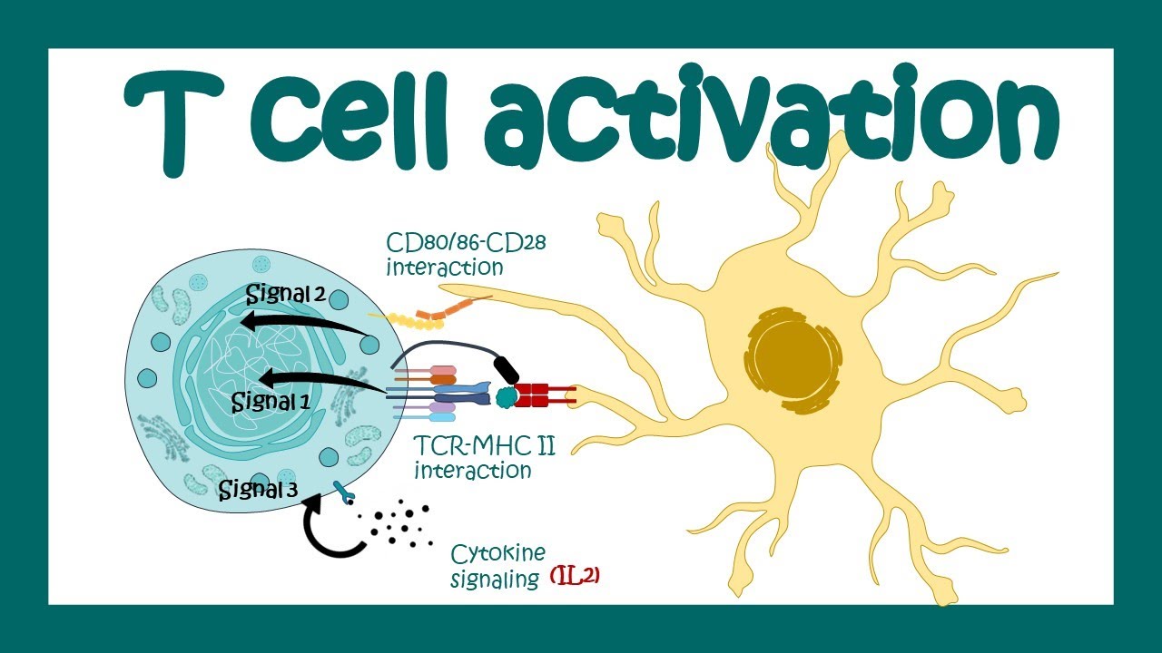 Understanding T Cell Activation: The Three Essential Signals | Galaxy.ai