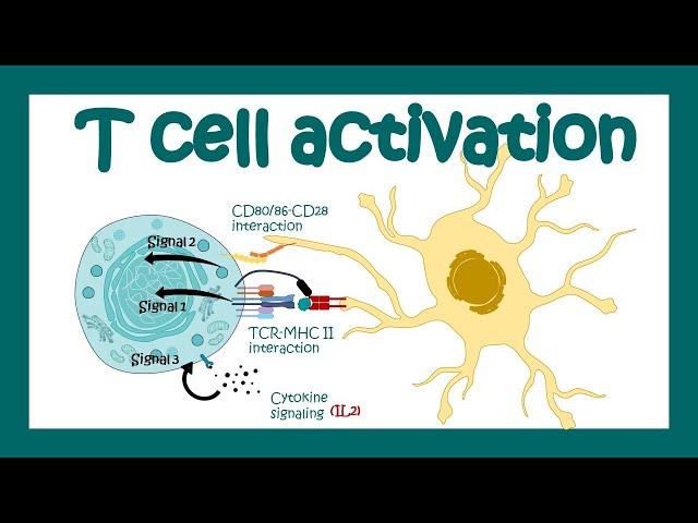 Understanding T Cell Activation: The Three Essential Signals | Galaxy.ai