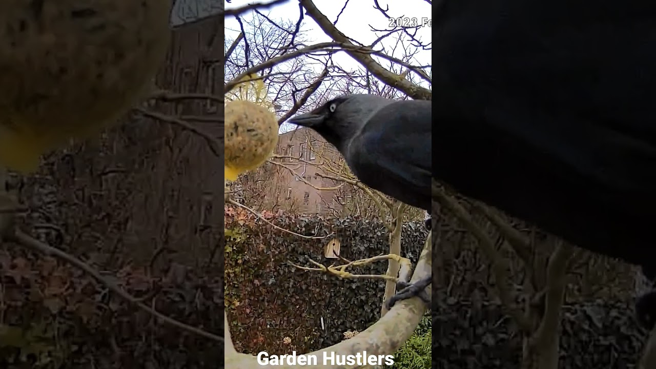 #gardenhustlers #jackdaw #birds #nature