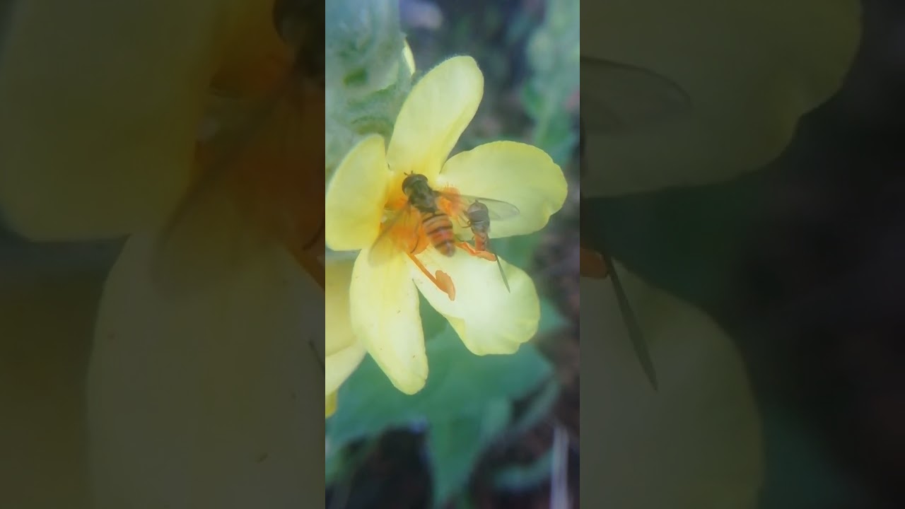 Melody of life, Real nature and its beautiful spring wild Flowers (melody and charm of life)