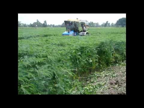 Sesbania Seed - Wholesale Price & Mandi Rate for Dhaincha Seeds in India