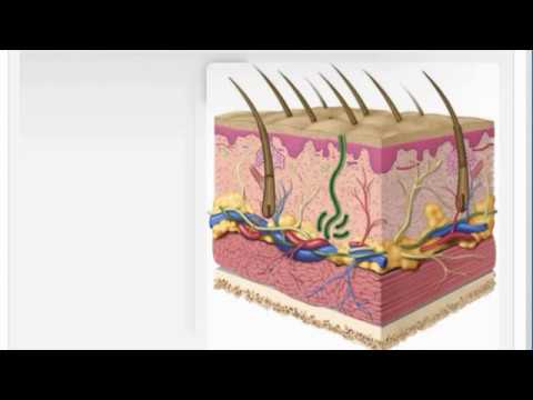 The Structure of The Skin